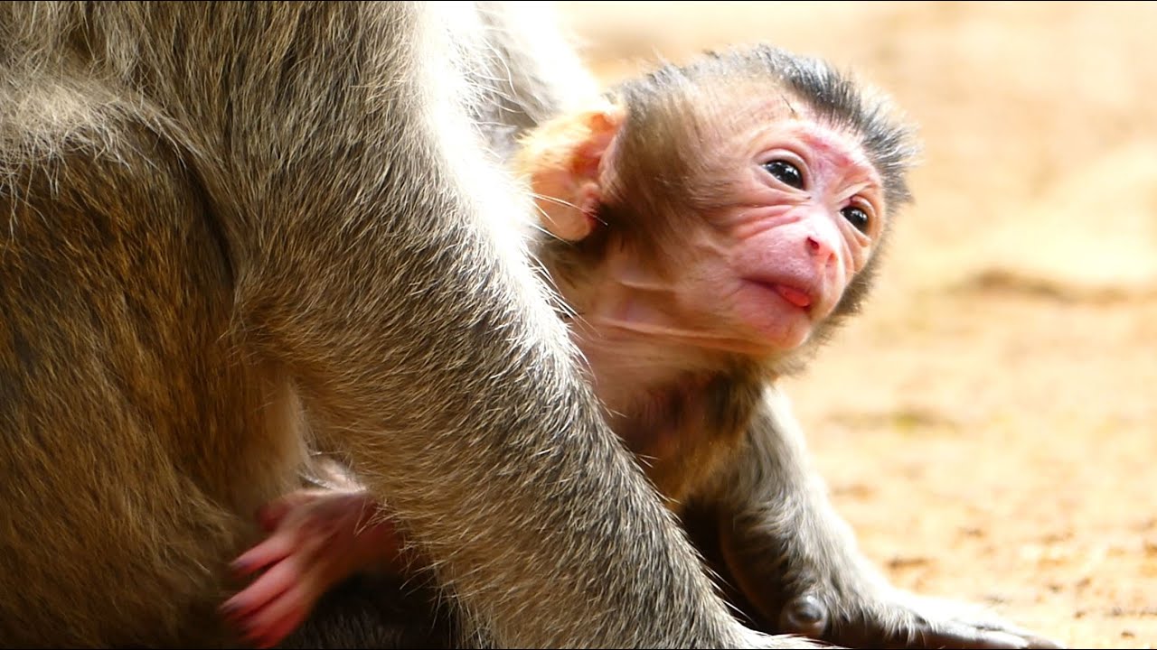 Why Monkey Angel Hurry To Put Down BB Monkey Aria Down More Than ...