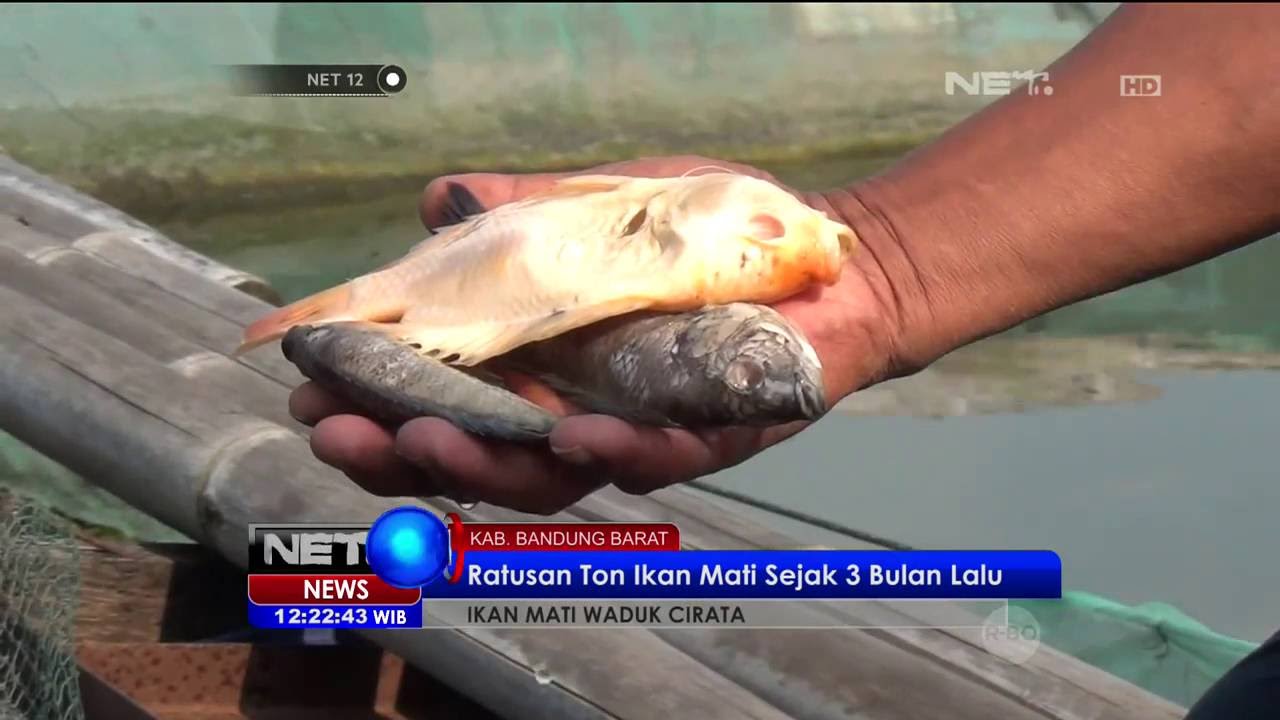 Ratusan Ton Ikan Mati di Waduk Cirata - NET12 - YouTube