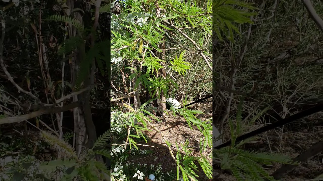 USGA rules question: staked tree relief - YouTube