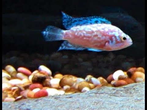 Electric Pink Jack Dempsey cichlid | EBJD Genes - YouTube