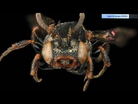 Bee Cannibalism - YouTube
