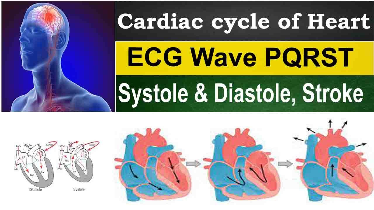 Cardiac cycle of heart, ECG wave PQRST, Systole & Diastole, Stroke ...
