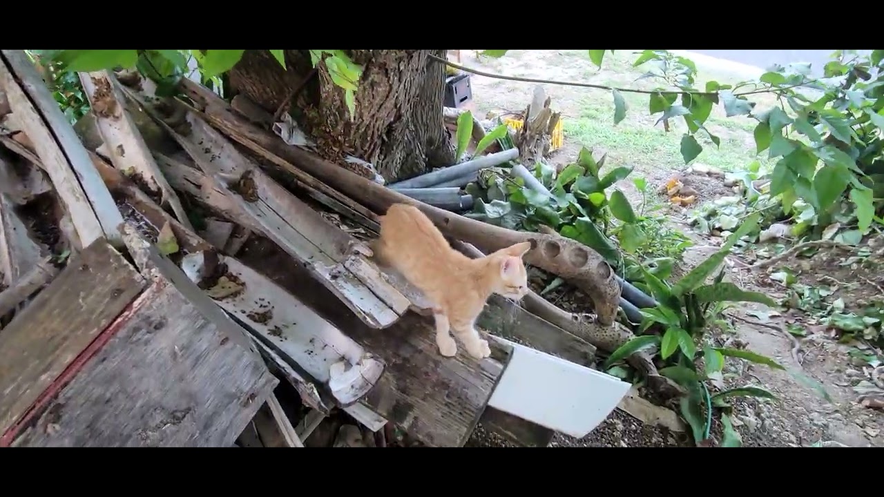 My cats climb too far in the tree 🌳 and need Mother's help to climb ...