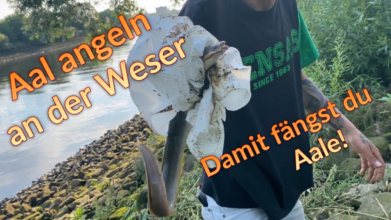 Aal Angeln am Nachmittag/ allround ansitz an der Weser/ Angeln im ...
