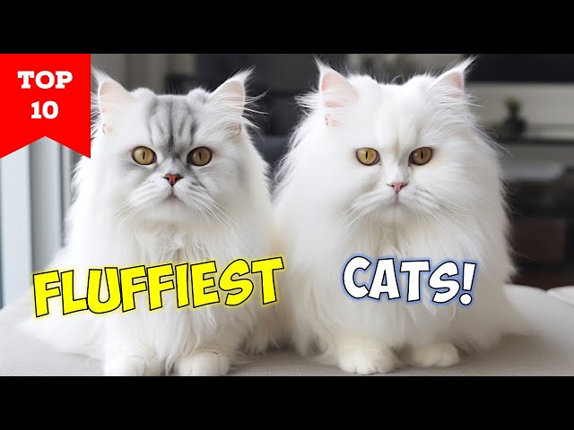 Fluffiest Kittens In The World