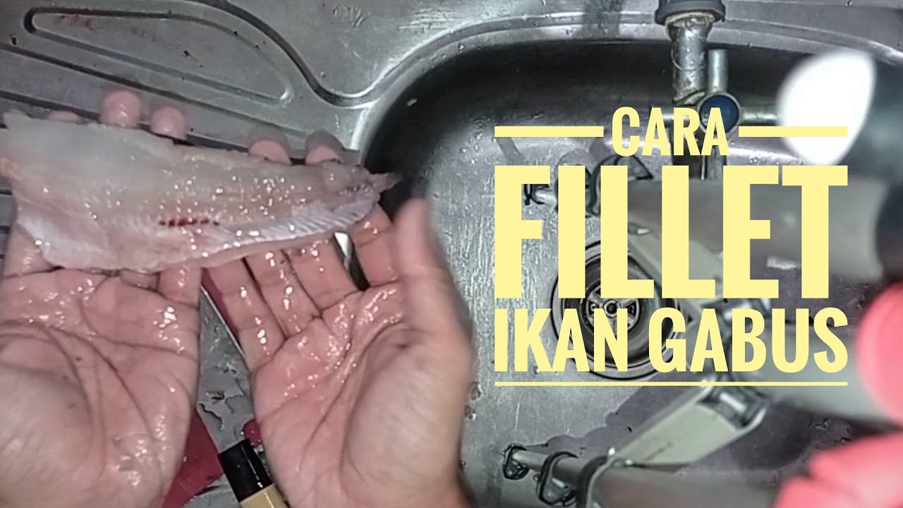 CARA FILLET IKAN GABUS / HARUAN || HOW TO FILLET SNAKEHEAD FISH 🐟 - YouTube