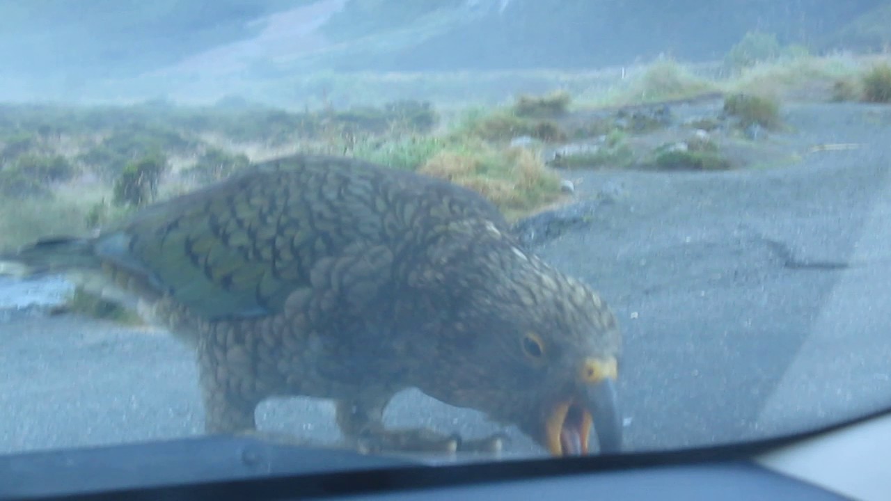 Kea Parrots dismantling car - YouTube
