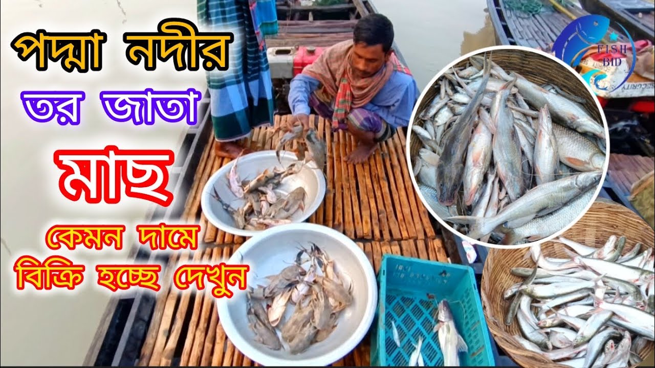 Padma nodir taja mach kemon dam dekhun | river fishing video | @fishbid ...