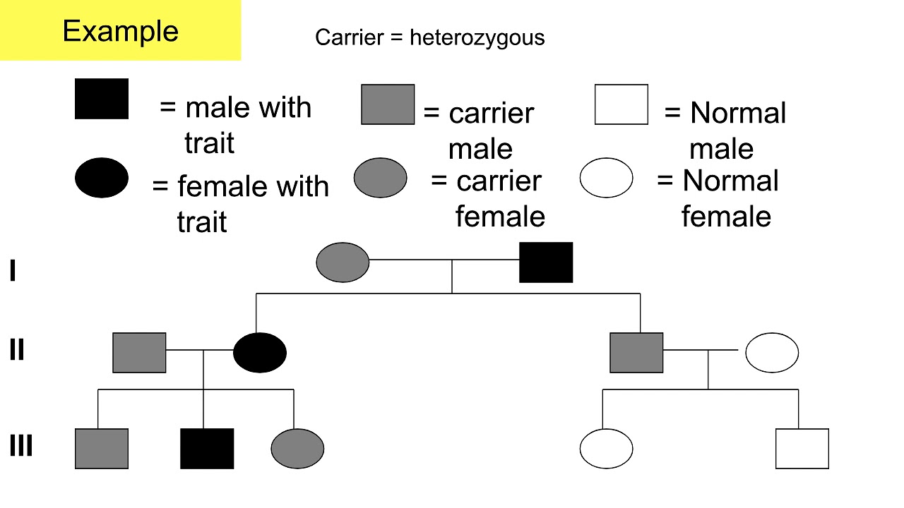 12 3 Incomplete Dominance Pedigree - YouTube
