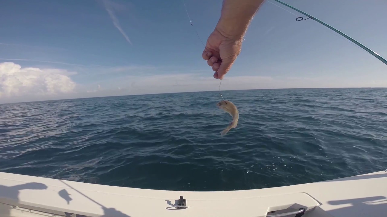 Barracuda Fishing Off Ponce Inlet Florida - YouTube