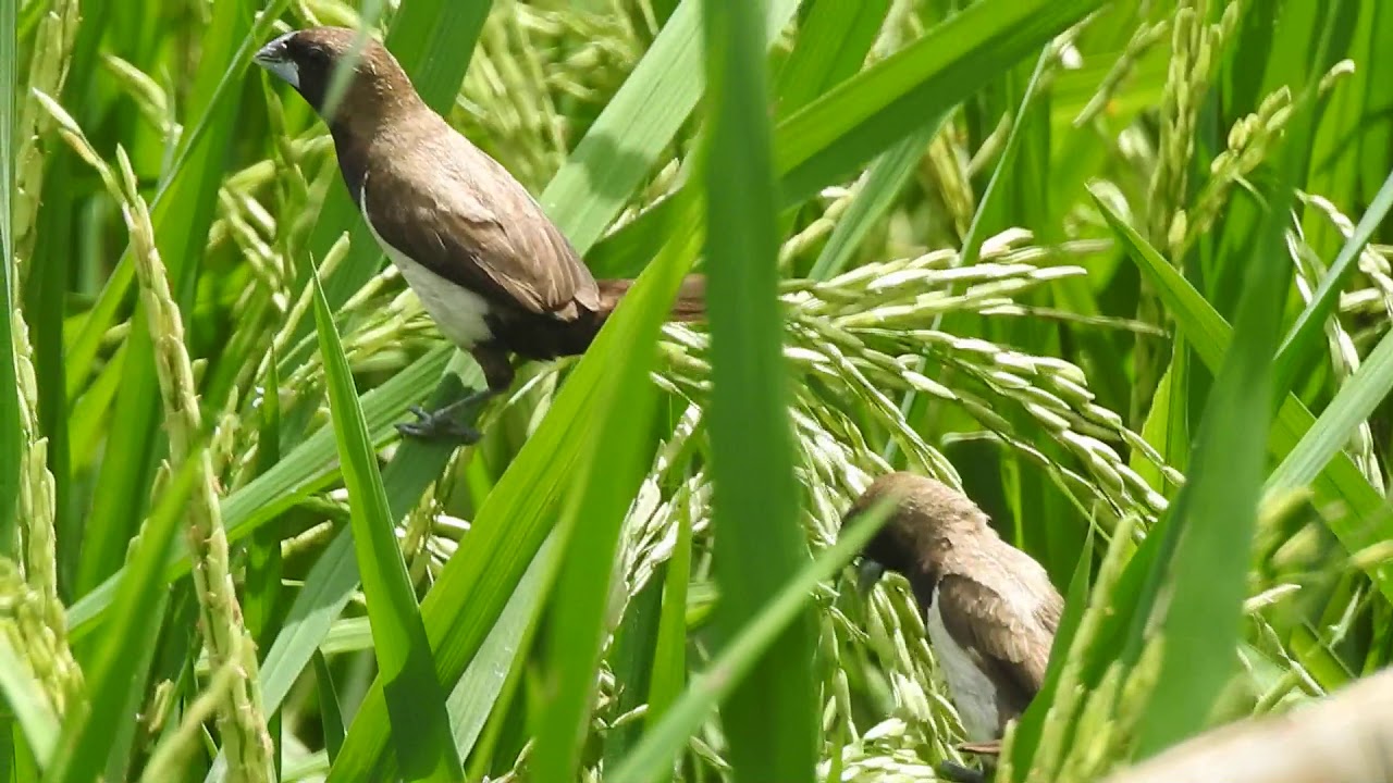 Bondol Jawa Lonchura leucogastroides Javan Munia - YouTube