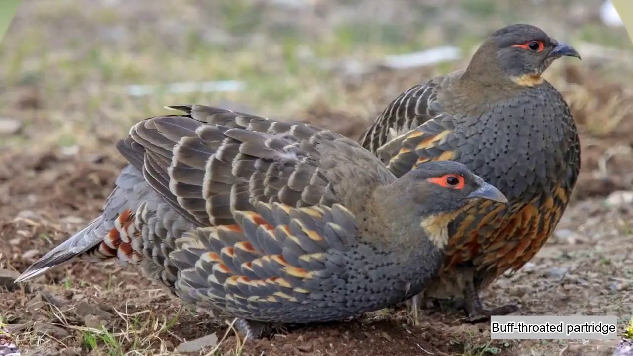 Buff throated partridge (Tetraophasis szechenyii) - YouTube