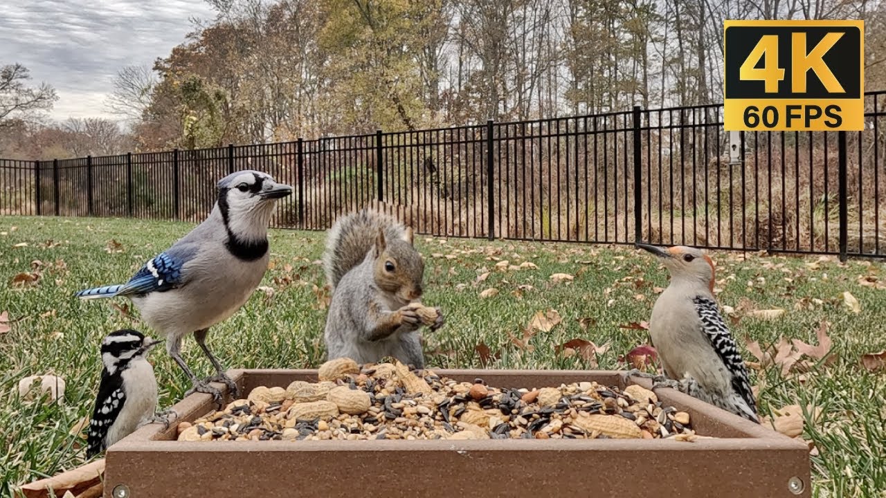 Nature TV: Endless Blue Jay Fun on a Cloudy Day 🐿 Cat TV for Cats - YouTube
