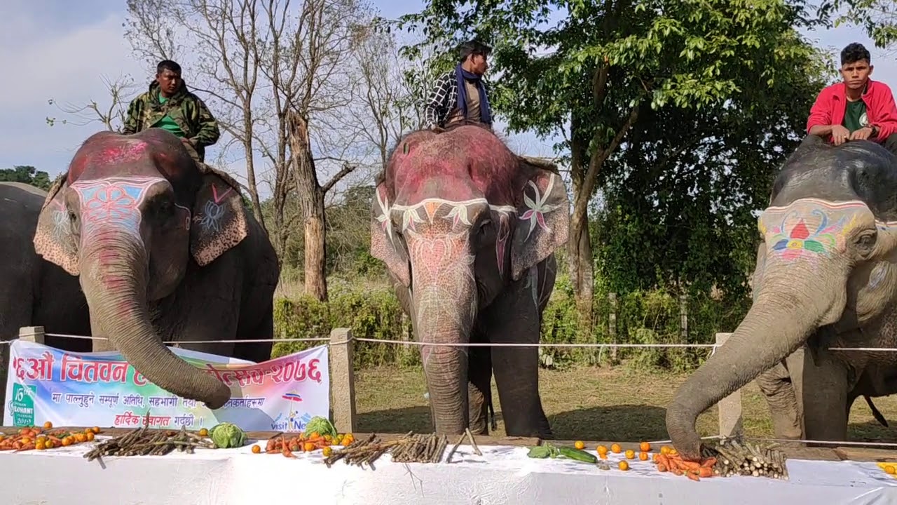 Elephant picnic in sauraha chitwan - YouTube
