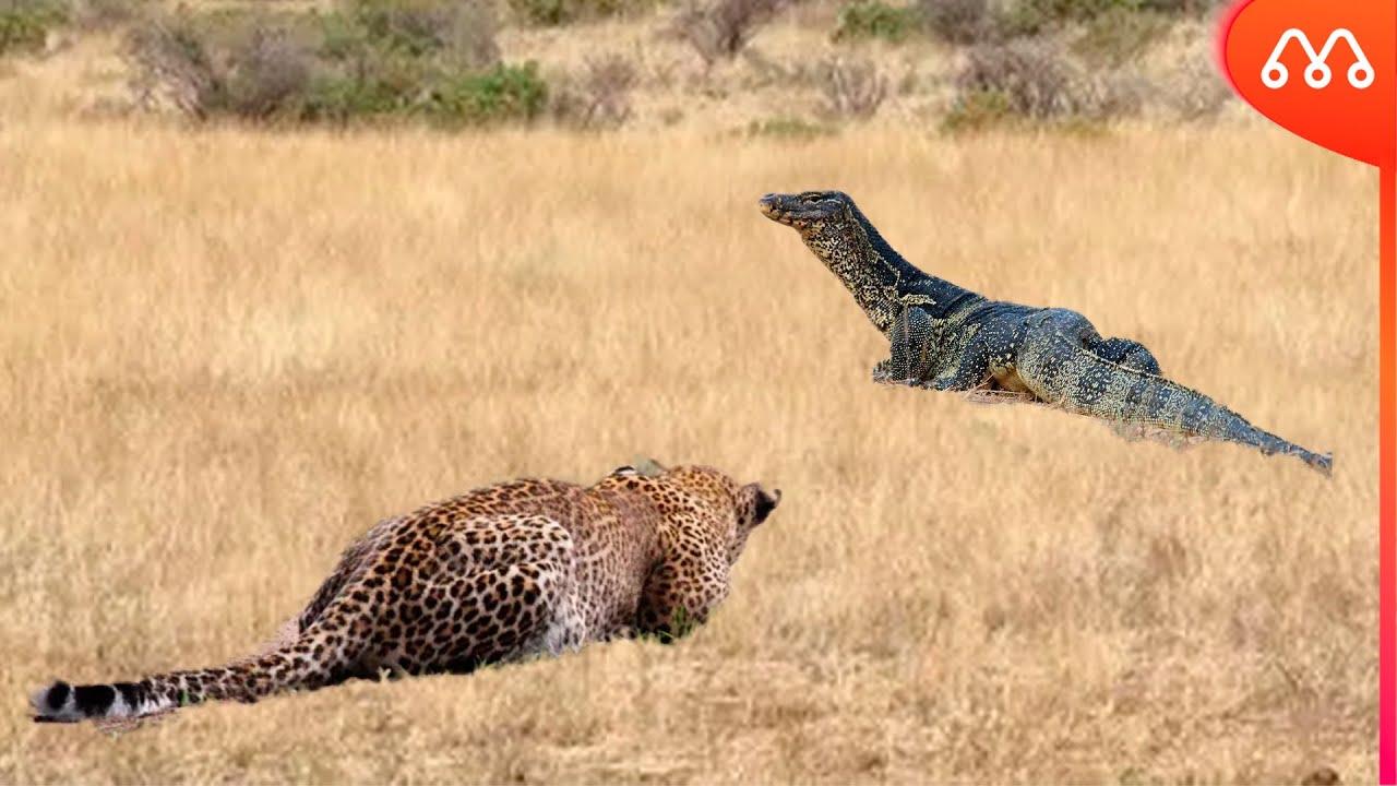 QUANDO O LEOPARDO ATACA O LAGARTO - YouTube