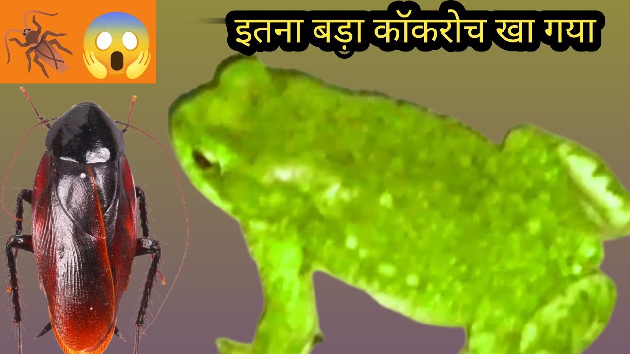 Frog That Became Full On The Way | Amazing Bullfrog Protect Cute Rain Frog | Frog Is Walking ...