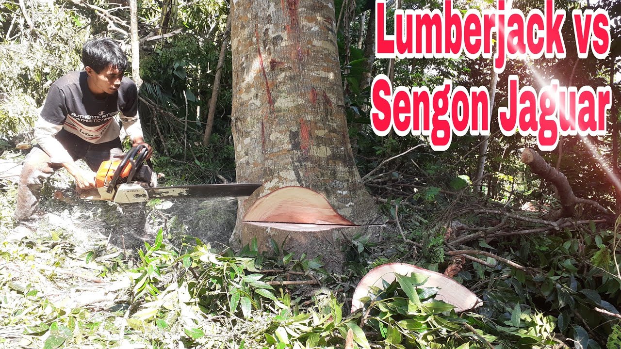 Jenis termahal -tebang pohon sengon merah dengan gergaji mesin #kayu ...