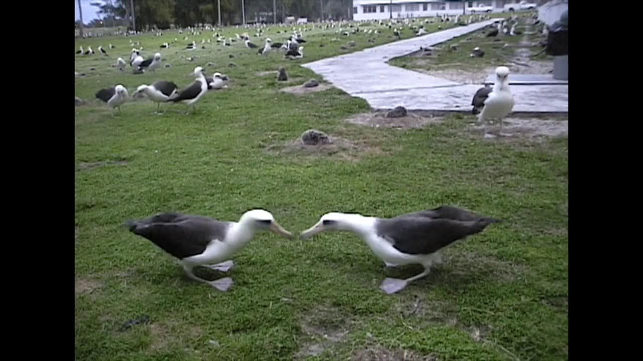 Gooney Birds on Midway Island 1998 - YouTube