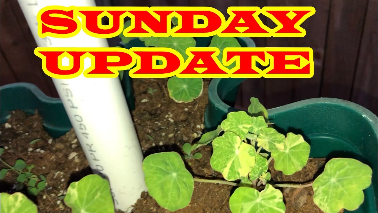 Sunday Update 2-15-2020 - YouTube