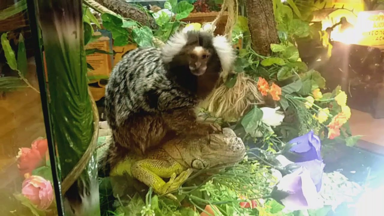 Marmoset Monkey and Iguana - YouTube
