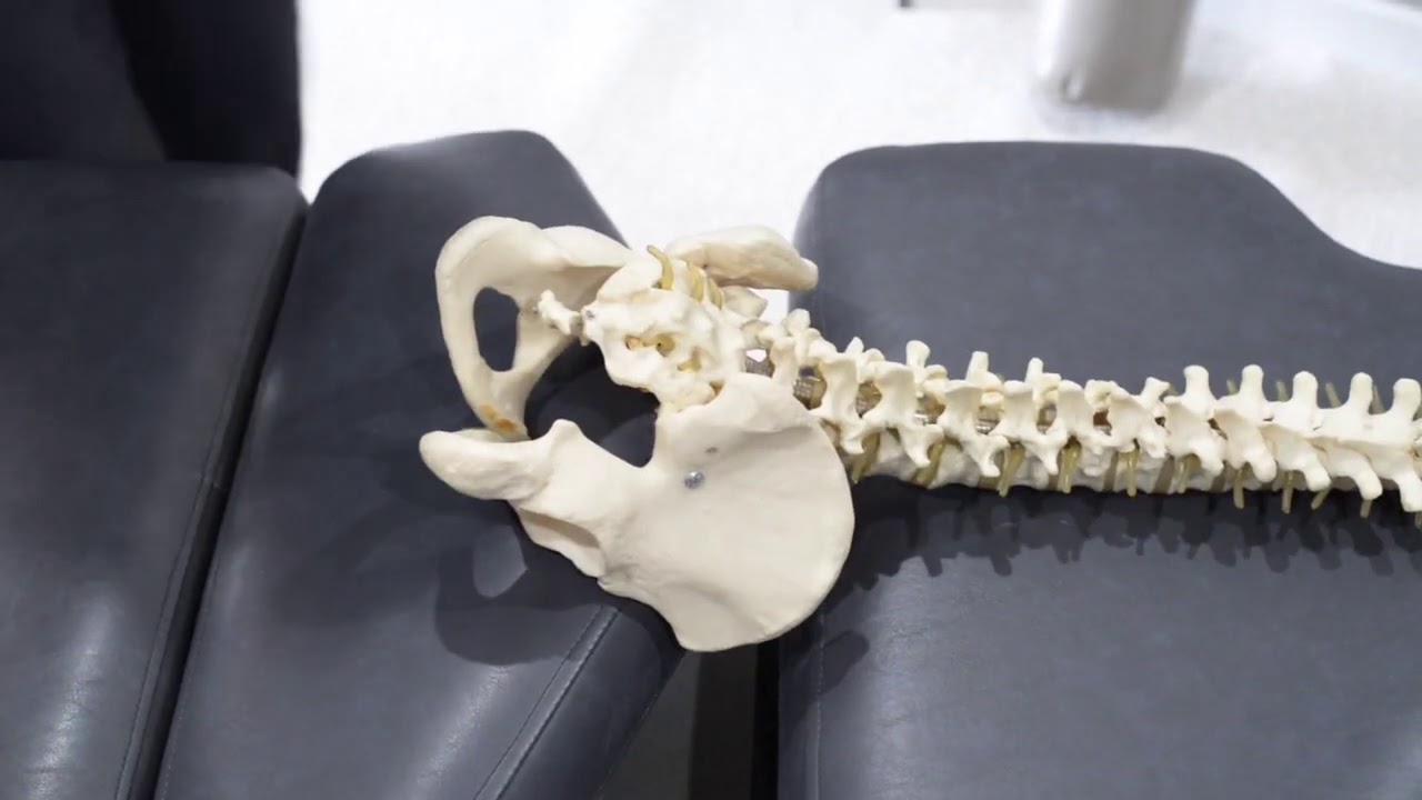 Drop Table AKA Thompson - Dr. Callie - Gaul Family Chiropractic Denver ...
