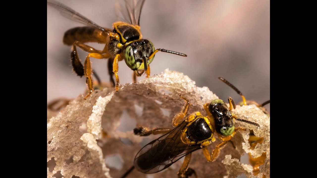 Stingless Mariola Bees Part 2 - YouTube