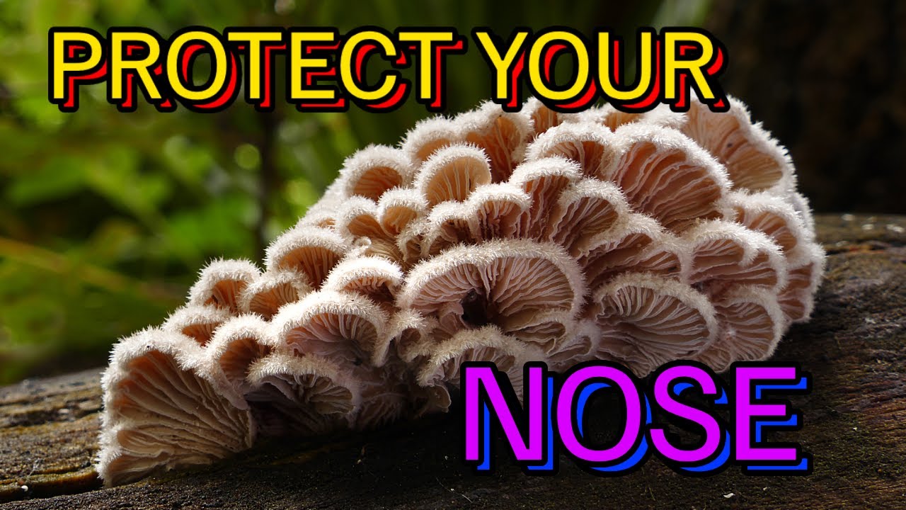 This mushroom can grow in your nose - split gill mushroom - YouTube