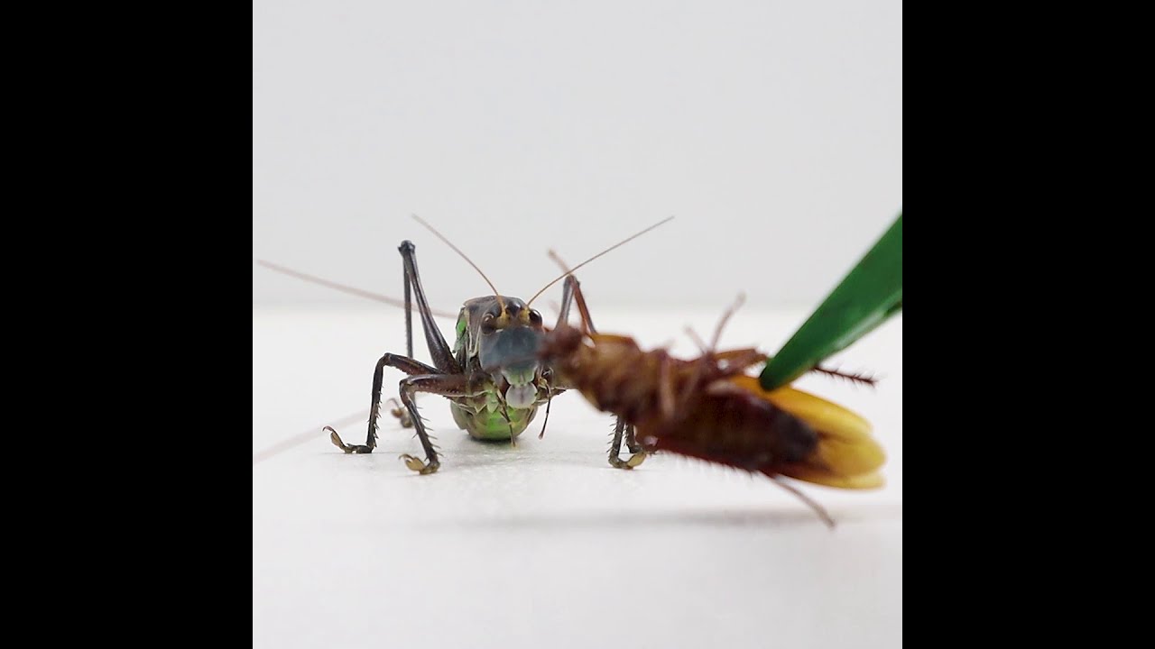 Timelapse: Pet Katydid Eating American Cockroach - YouTube