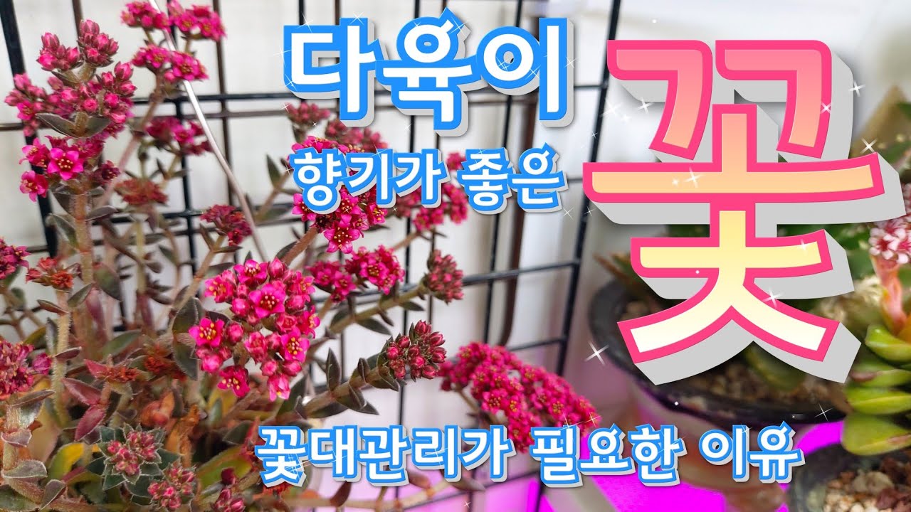 다육식물의 꽃과 꽃대 관리 필요성 향기가 좋은 다육이 꽃은 끝까지 보고 정리해 주세요 악취가 나지만 예쁜 꽃도 있어요