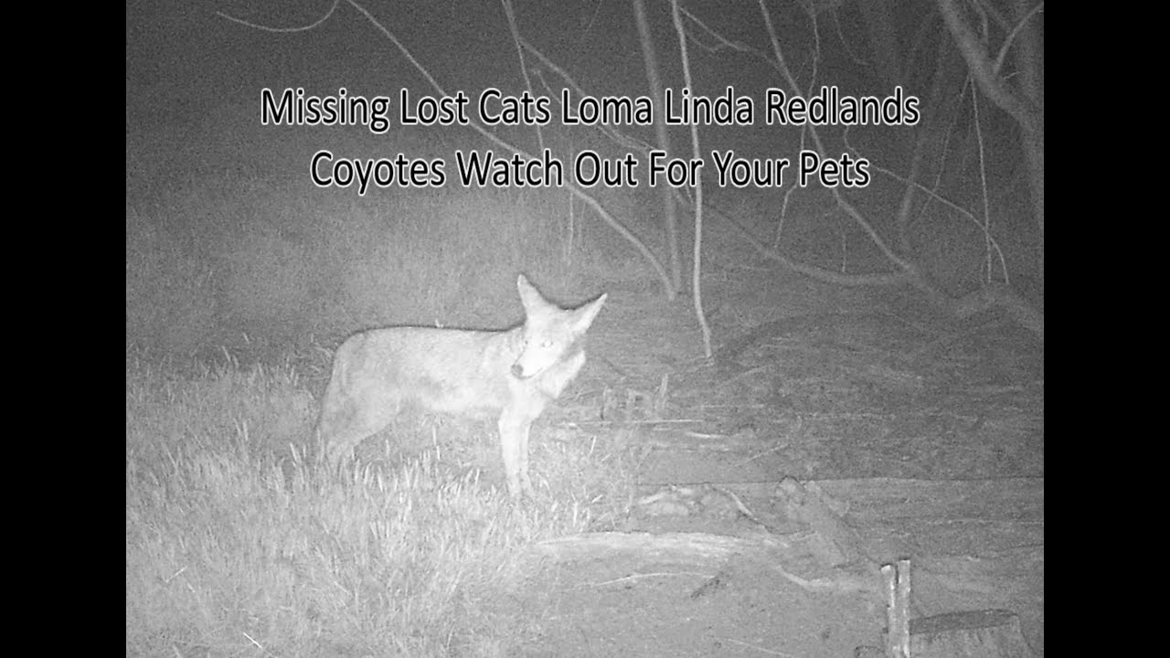 Missing Lost Cats Loma Linda Redlands Coyotes Watch Out For Your Pets ...