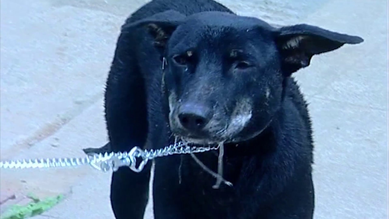 Rabies Technical Film - YouTube