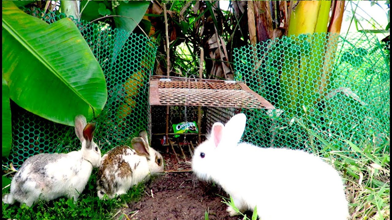 Amazing Quick Rabbit Trap Using Metal Box Trap - | Traditional Rabbit ...
