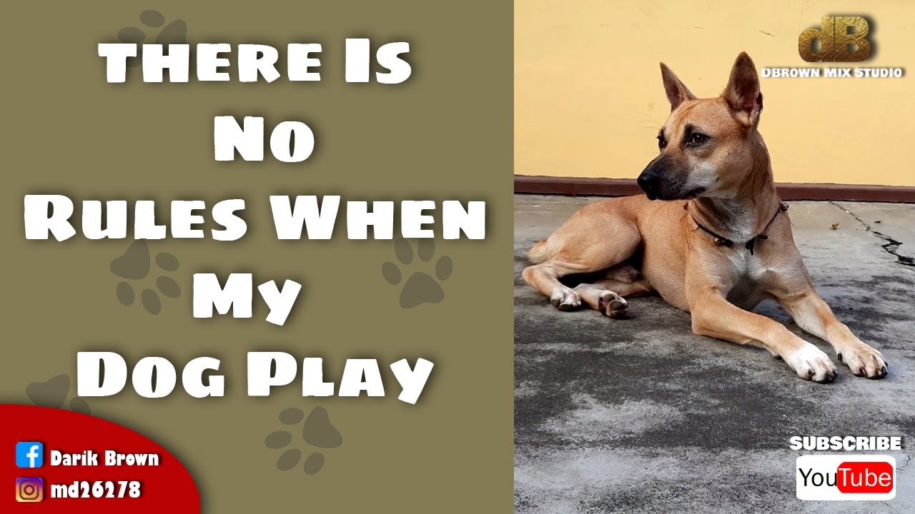 There Is No Rules When My Dog Play l No Rules For Dog Play - YouTube