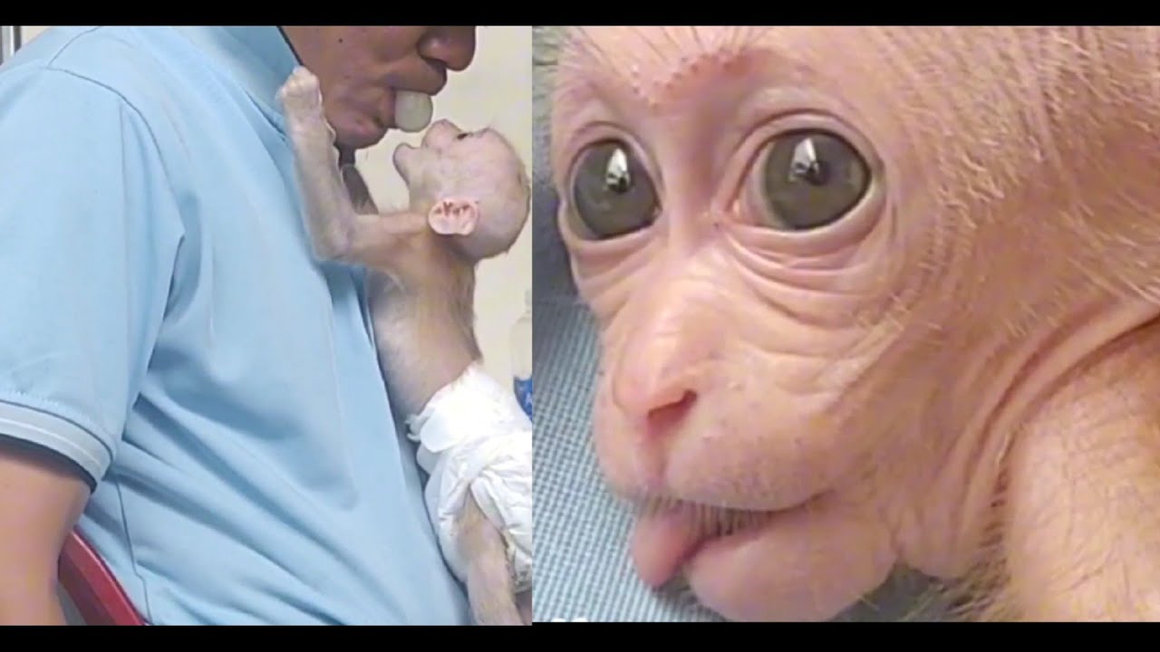 Baby Monkey Cubin Hugs and Plays with Dad 🐒💖 So Adorable! - YouTube