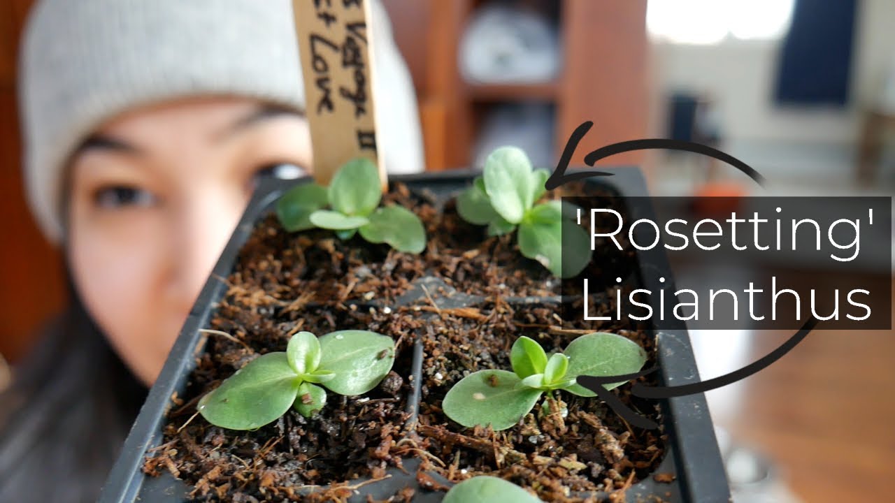 Planting lisianthus, dealing with rosetting & downstairs airbnb remodel ...