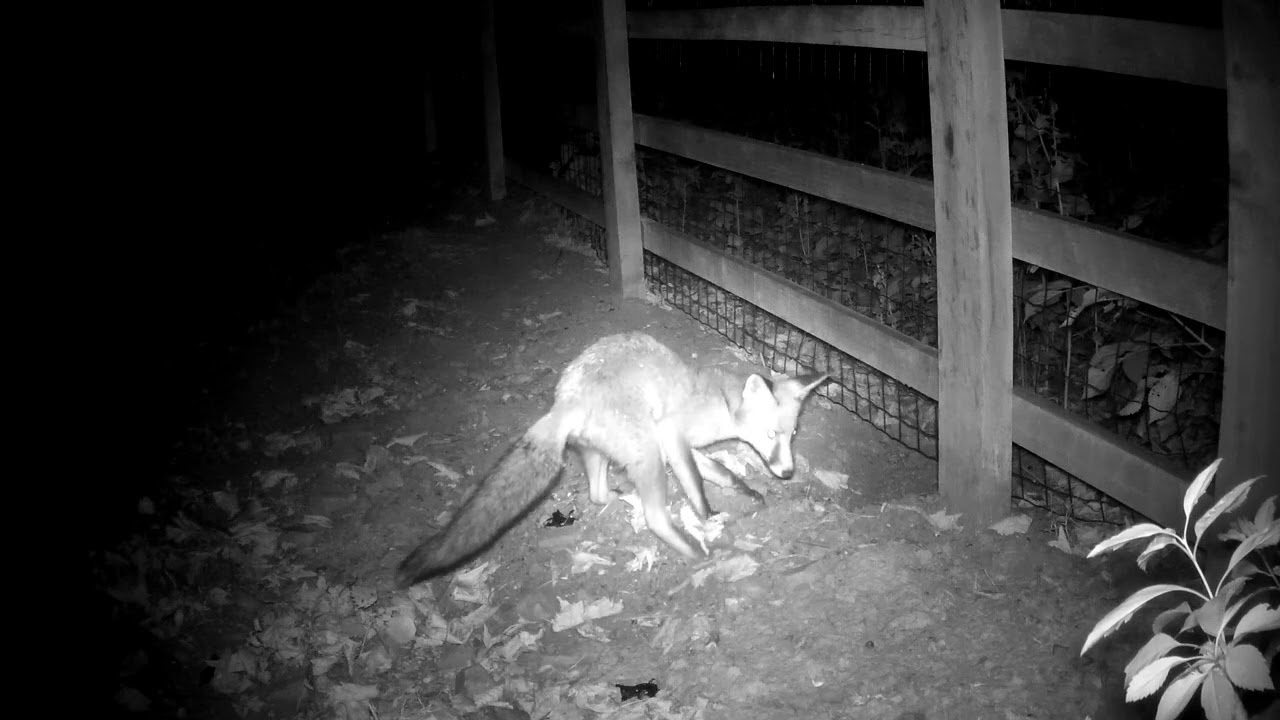 A Young FOX digging under thr fence between My garden and My Sisters 15 ...