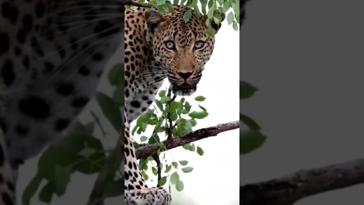 Leopard's Lightning Strike: Incredible Jungle Hunt Caught on Camera! 🐆# ...