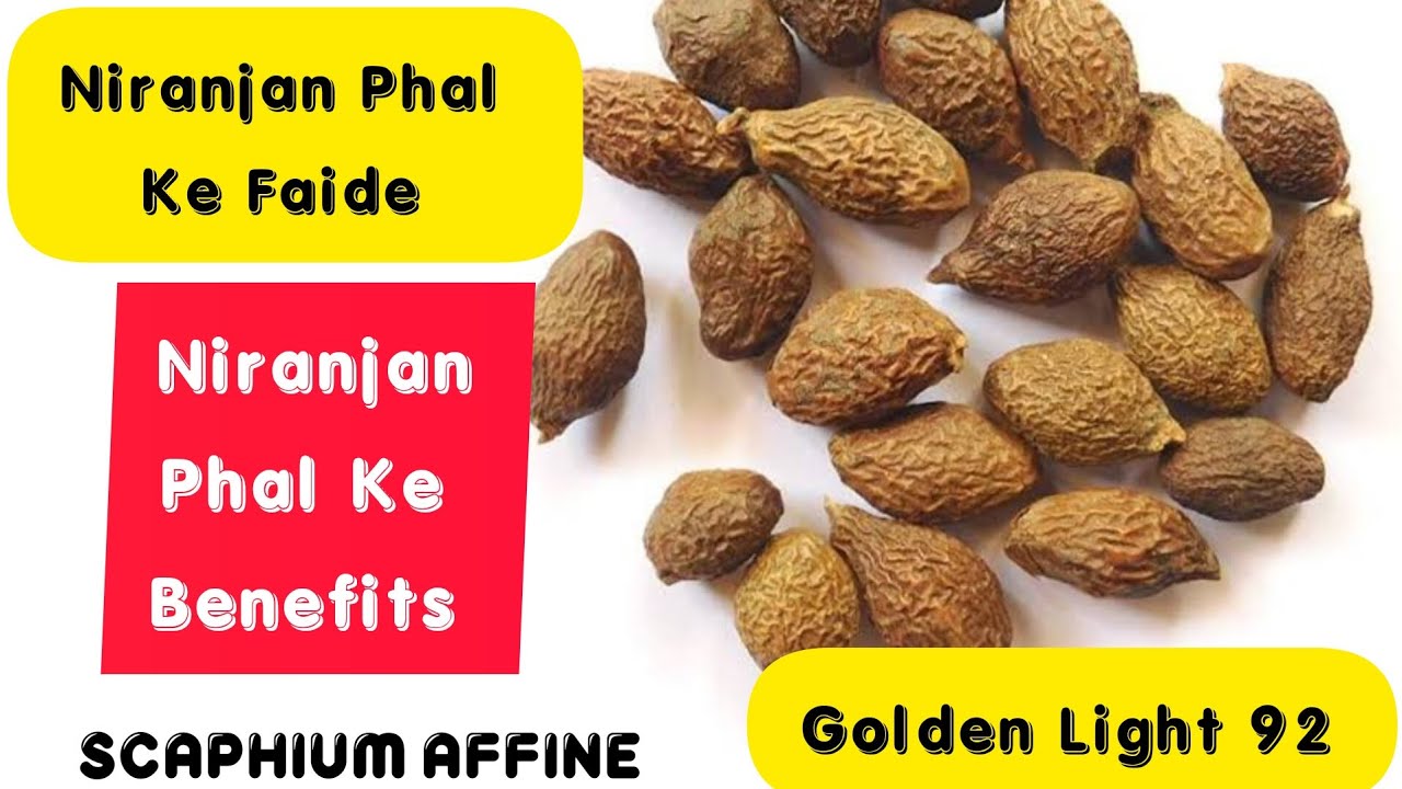 Niranjan Ka Phal Aur Uske Faide Benefits || Scaphium affine Benefits ...