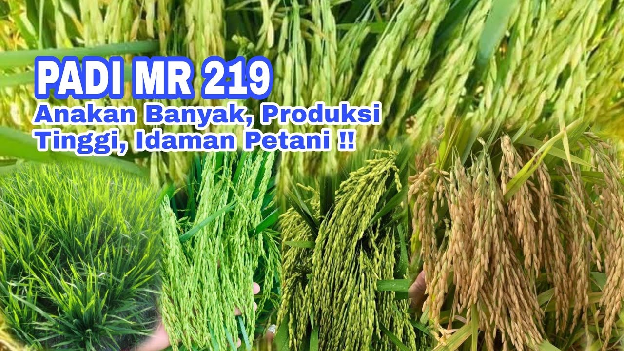 Padi MR 219, Anakan Banyak, Potensi Tinggi, Tahan Hama dan Penyakit ...