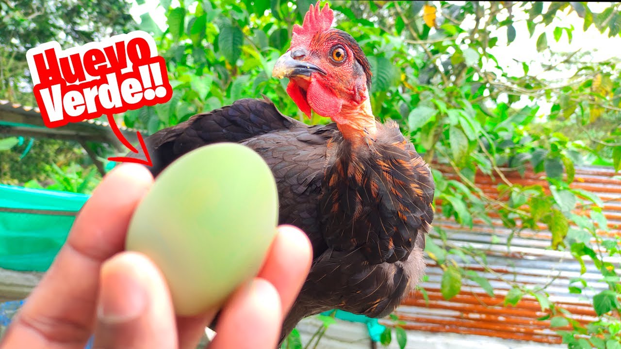 Mi Gallina Piroca puso su Primer Huevo Verde 😲 - YouTube