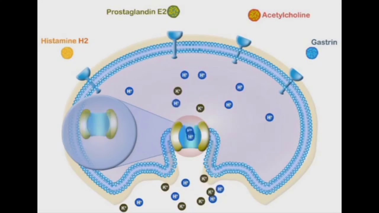 K-H ATPase proton pump 🧡 - YouTube