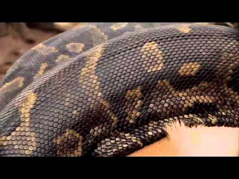 World's Deadliest Python Eats Antelope - YouTube
