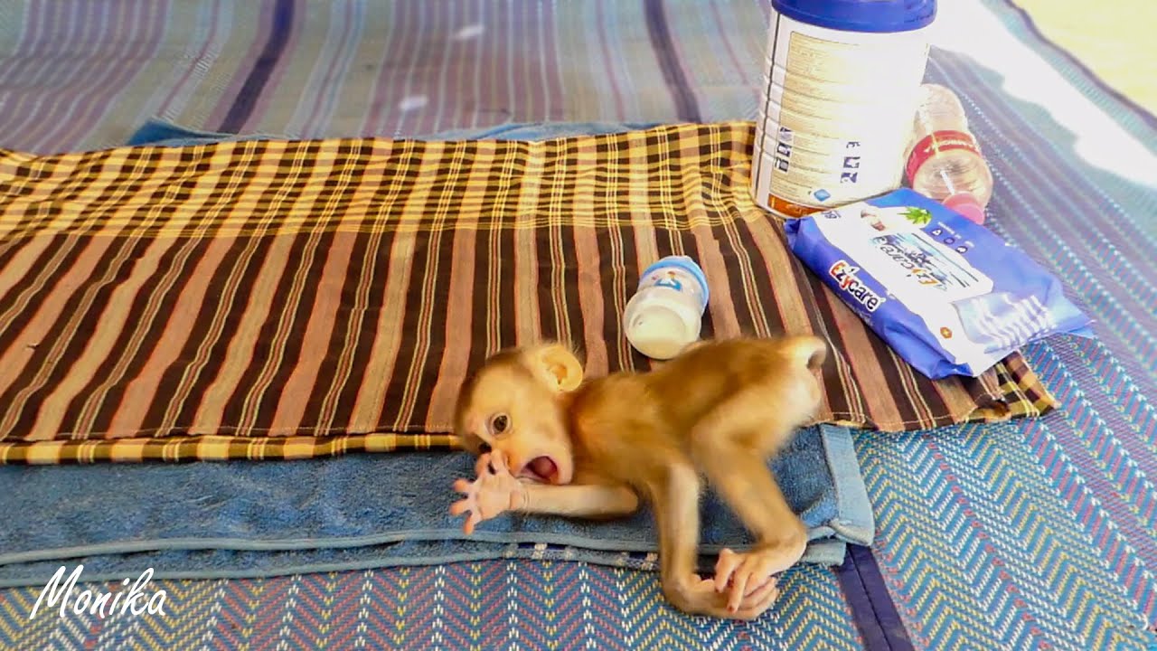 Cute Monika monkey playing a lone no need mom - YouTube