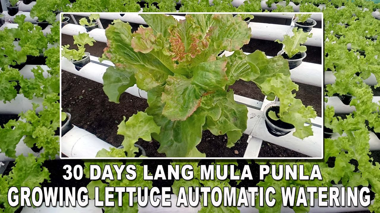 How I Grow Lettuce in a Cup in Water in just one Month - Hydro Farm ...