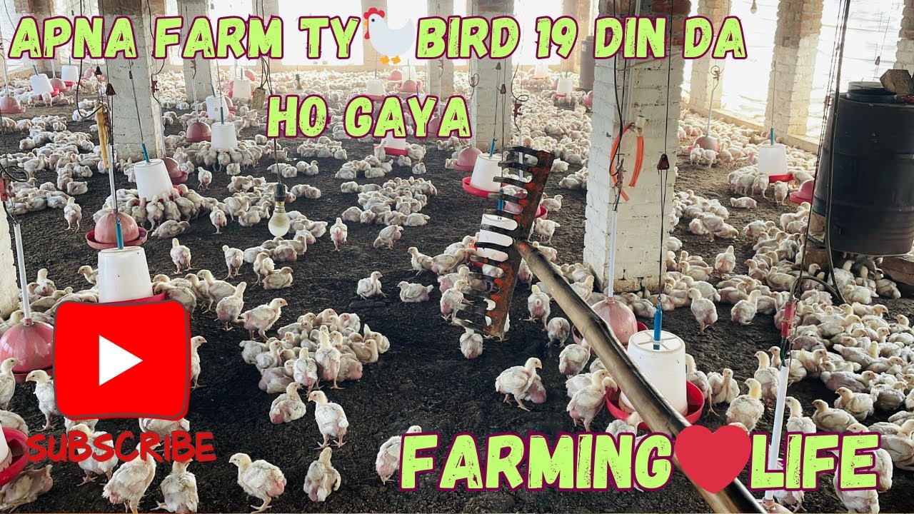 Apna🤗Farm Ty Bird🐓19 Din Da Ho Gaya/Farming Life #farming #support # ...