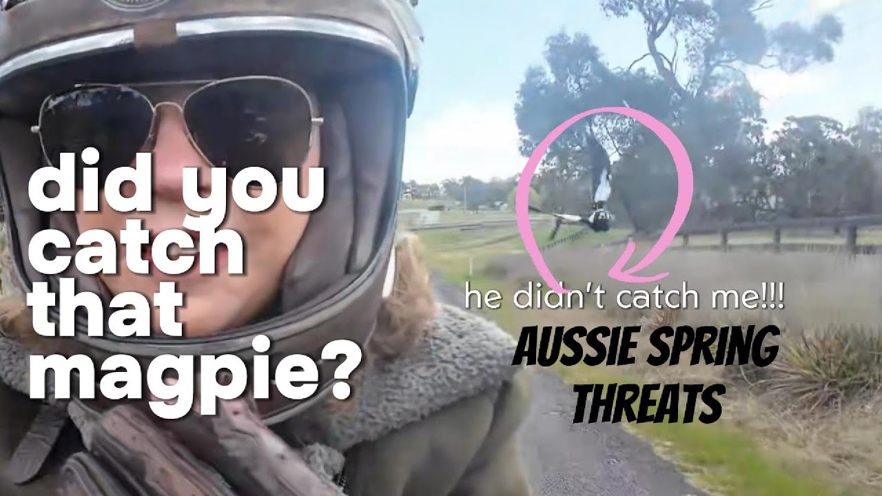 2024 : MAGPIES - WELCOME TO SPRING IN AUSTRALIA ( FEMALE MOTORBIKE ...