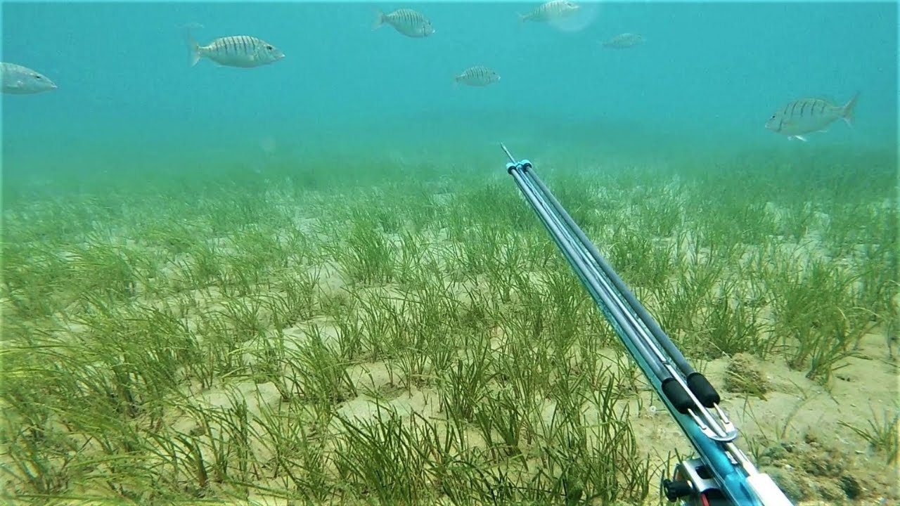 ΨΑΡΟΝΤΟΥΦΕΚΟ ΣΕ ΕΝΥΔΡΕΙΟ ΜΕ ΜΟΥΡΜΟΥΡΕΣ/SPEARFISHNG IN GREECE WITH ...