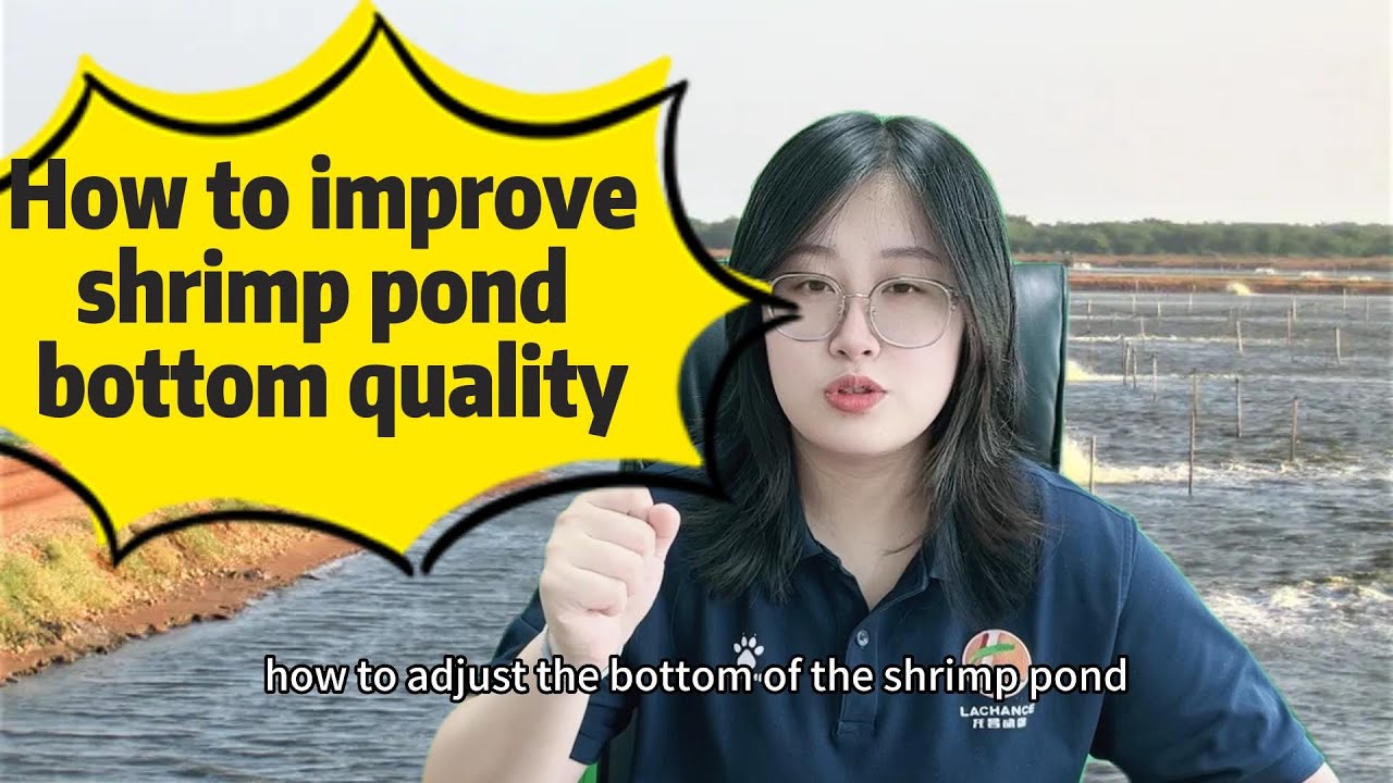 shrimp farming tips improve shrimp pond bottom quality stocking time ...