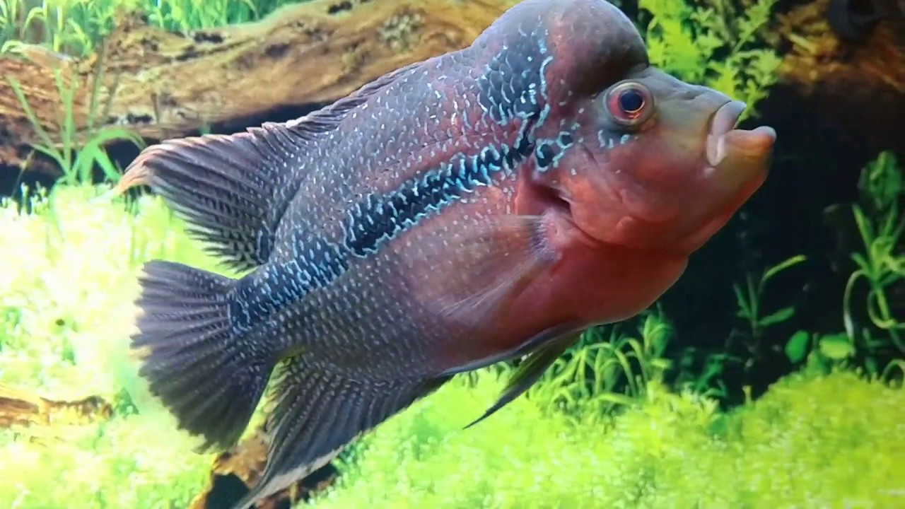 Shady - Super Red Dragon Flowerhorn - Update - YouTube