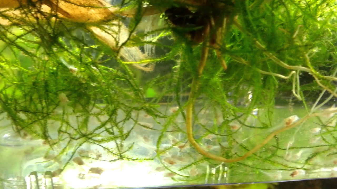 One Week Five Day Old Albino Corydoras Fry - YouTube